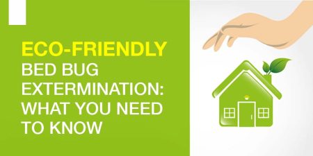 Eco-Friendly Bed Bug Extermination: What You Need to Know